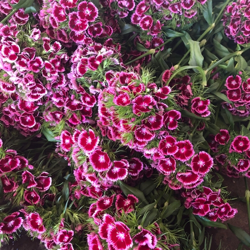 Clavel del Poeta Fucsia | FLOREANDO